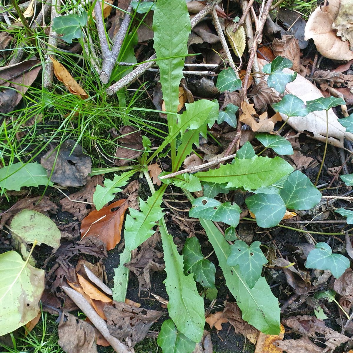 Garten – Vogel-Natur